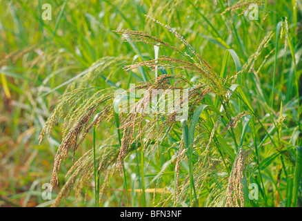 Little millet crops in field, India, Asia Stock Photo - Alamy