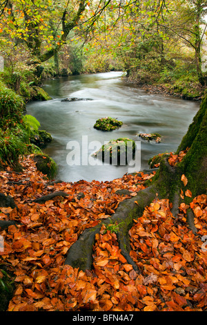 River Lynher near New Bridge; Cornwall; autumn Stock Photo - Alamy