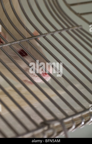 White laboratory rats in a cage Stock Photo - Alamy