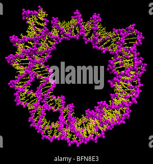3-D model of a nucleosome Stock Photo - Alamy