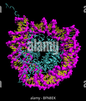 3-D model of a nucleosome Stock Photo - Alamy