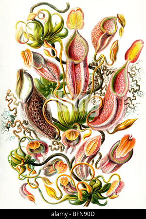 An illustration from *Kunstformen der Natur*, a work by Ernst Haeckel ...