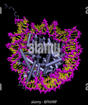 3-D model of a nucleosome Stock Photo - Alamy