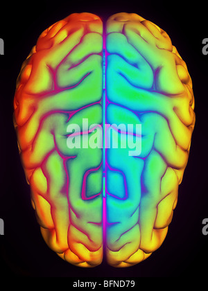 Frontal lobe, illustration Stock Photo - Alamy