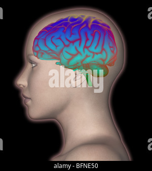 Illustration of the human brain shown in lateral view superimposed on a ...