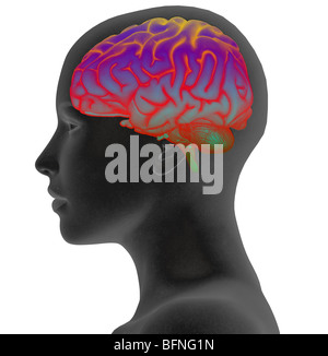 Illustration of the human brain shown in lateral view superimposed on a ...