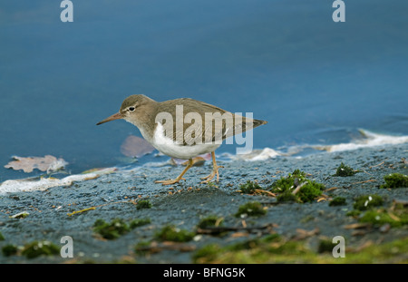 Spotted Sandpiper immature bird Stock Photo - Alamy