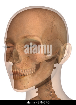 Illustration of the skull Stock Photo - Alamy