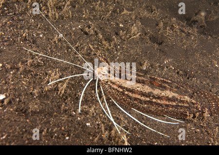Cockatoo flounder, Samaris cristatus, Sulawesi Indonesia Stock Photo ...
