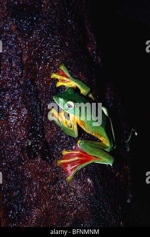 Indian Malabar gliding frog , Malabar flying frog , Rhacophorus ...