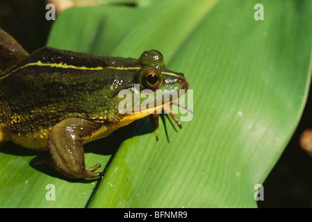 Green frog rana hexadactyla Stock Photo - Alamy