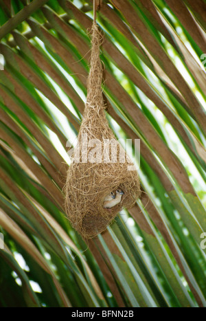 Baya weaver, Ploceus philippinus, retort nests in colony in a palm tree, Rajasthan,India Stock ...