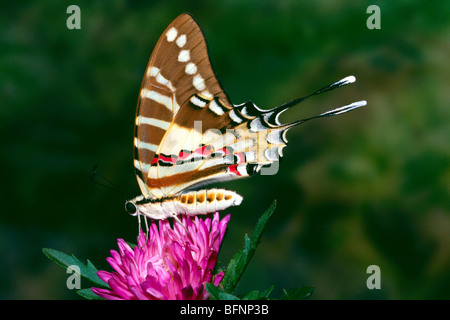 Insects, butterfly Indian spot swordtail pathysa nomius on flower Stock ...