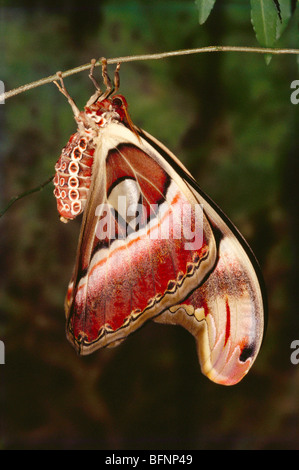 Atlas Moth (Attacus atlas), the world's largest moth Stock Photo - Alamy