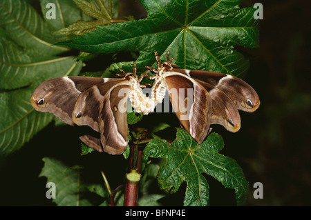 Insects, assam silk moth samia cynthia pair Stock Photo - Alamy