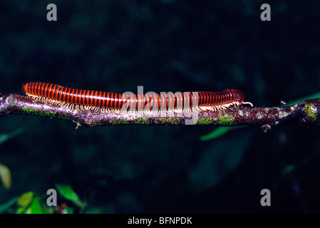 Insects, Millipede Indian myrapode, Amboli, Western Ghats, Maharashtra ...