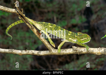Reptiles, lizards Indian chameleon chamleo zeylanicus Stock Photo - Alamy
