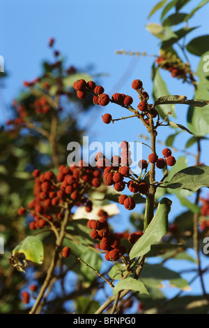 Kamala tree or red kamala or kumkum tree, Mallotus philippensis. (As ...