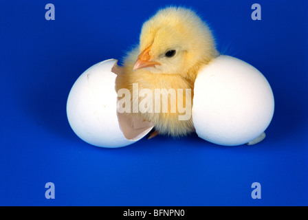 Poultry animal, chick hatching coming out of broken eggs shell on blue ...