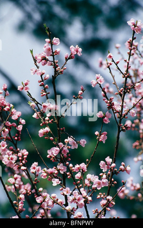 Flowers at peach, Ranikhet, Uttar Pradesh, India, Asia Stock Photo - Alamy