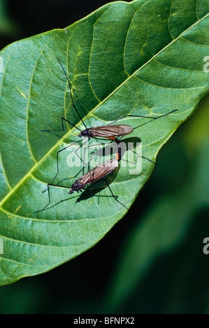 Insects, mating bugs on green leaf Stock Photo - Alamy