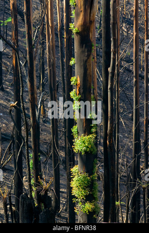 Green leaves sprout from eucalyptus lignotubers on a burnt tree trunk ...