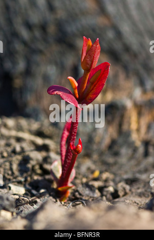 Red leaves sprout from eucalyptus lignotubers on a burnt tree trunk ...