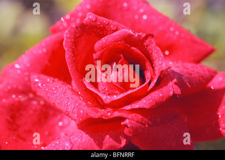 Beautiful red rose with drops of dew, on light background. Place for ...