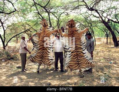 Tiger skin poaching, India, Asia, Indian, Asian Stock Photo - Alamy