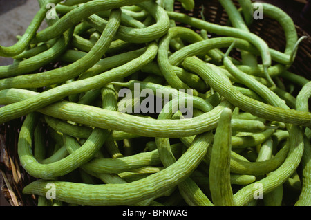Vegetable, cucumber kakdi, Bihar, India, Asia Stock Photo - Alamy