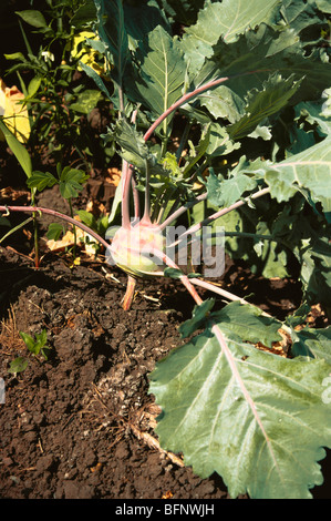 Turnip vegetable with root and leaf cross section high in dietary fibre ...