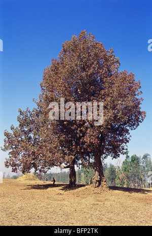 Mahua or Mohwa tree madhuca latifolia, India, Asia Stock Photo - Alamy