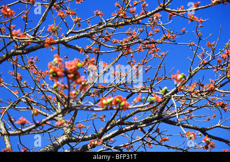 Red silk cotton tree flowers Bombax ceiba Kaziranga NP Assam India ...