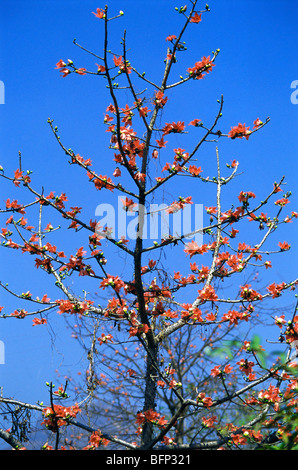 Red Silk Cotton tree ; salmalia malabarica ; Panvel ; Maharashtra ...