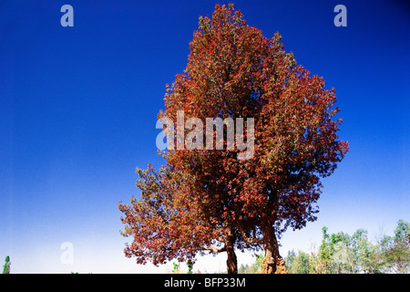 Mahua flowers : Madhuca longifolia Stock Photo - Alamy