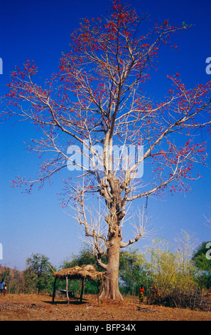 Red silk cotton tree flowers Bombax ceiba Kaziranga NP Assam India ...
