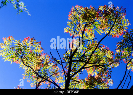 Kusum tree ; Schleichera oleosa ; kusum tree ; Ceylon oak ; lac tree ...