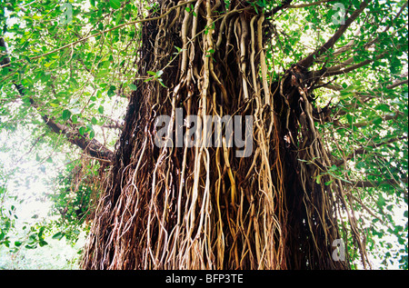 Descending roots of Indian fig tree ; pune ; maharashtra ; india ; asia ...
