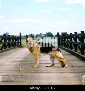 Side of German Shepherd Dog, Alsatian dogs standing Stock Photo - Alamy