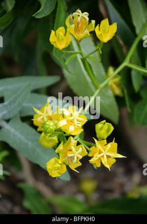 Madeira Giant Bellflower, Musschia aurea, Campanulaceae, Madeira ...