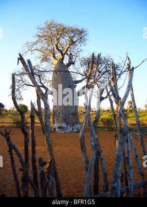 Baobab Trees in Beza Mahafaly National Park, Androy Region Stock Photo ...