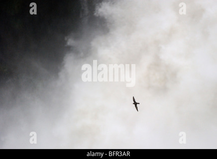 Great Dusky Swift (Cypseloides senex) flying in front of waterfall ...