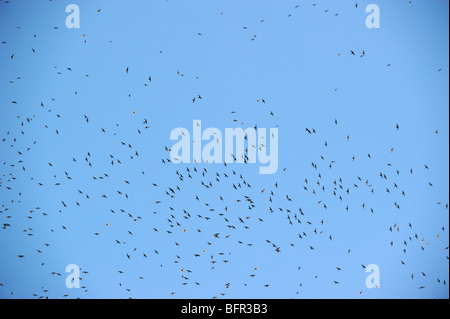 Great Dusky Swift, (Cypseloides senex), roost by waterfalls, Iguacu ...