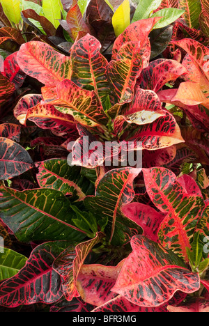 Varigated red leaves of a tropical shrub. Part of the Croton (Codiaeum ...
