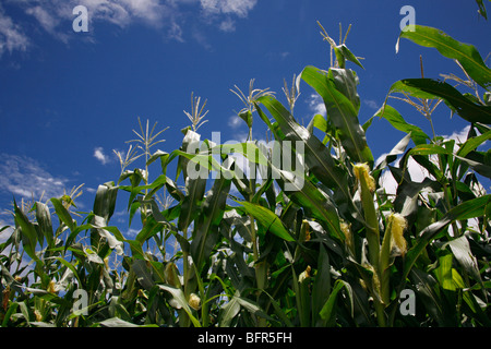 Maize, almost ready for harvest Stock Photo - Alamy