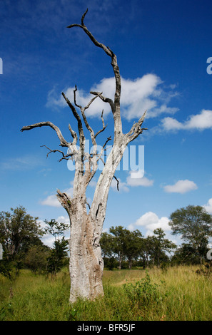 Scenic bushveld landscape with a dead Leadwood tree (Combretum imberbe ...
