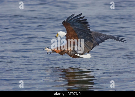 Fish-Eagle with its talons and wings outstretched preparing to catch ...