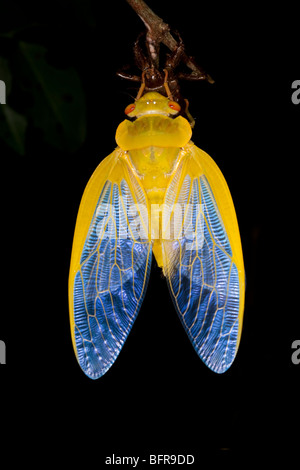 Yellow Monday cicada, the yellow form of the Australian Greengrocer ...