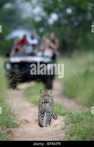 Tourists on an open game drive vehicle follow a male leopard on a ...