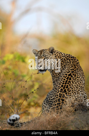 Rear view of seated Leopard looking back over its shoulder flicking its ...